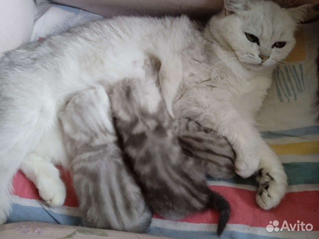 Шотландские котята