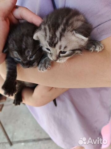 Котята мальчик и девочка