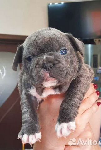 Французские бульки