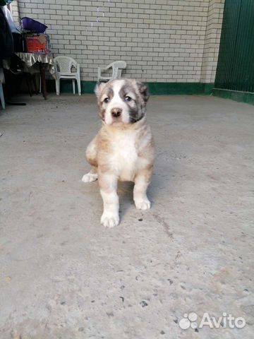 Алабай щенок