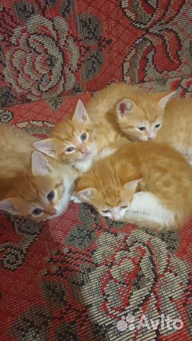 Котята в добрые руки бесплатно 3 девочки 1 мальчик