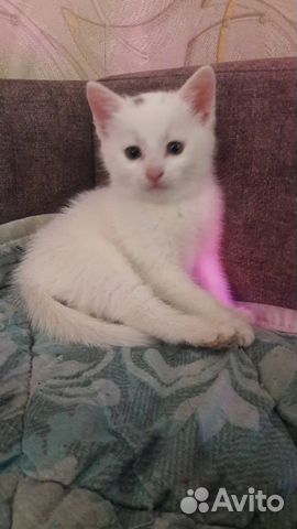 Котенок Облачко в добрые руки