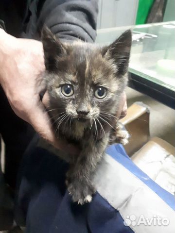 Котята в добрые руки бесплатно