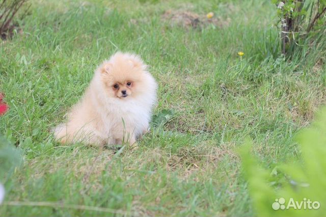 Чудо девочка-мишка малышка