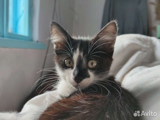 Котята бесплатно трёхцветные 4 штуки Приносят удач