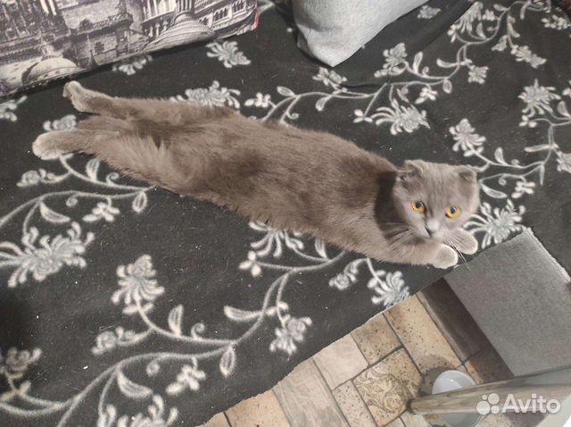 Отдам кошечку