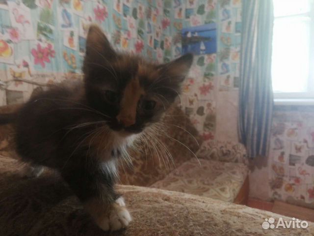 Кошка котенок