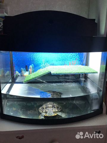 Черепаха красноухая, черепашник