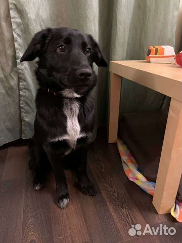 Собака в добрые руки щенок