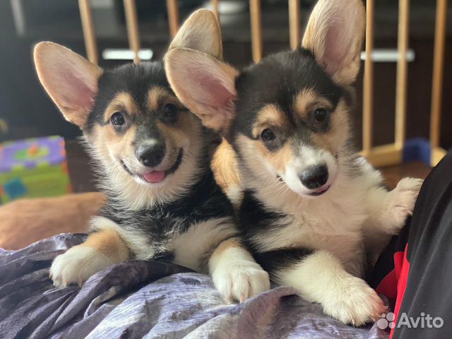 Щенки вельш-корги пемброк