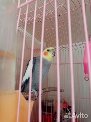 Попугай корелла с клеткой