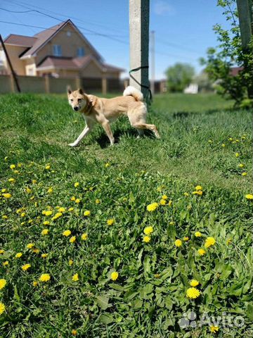 Собака в добрые руки