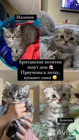 Британские котята