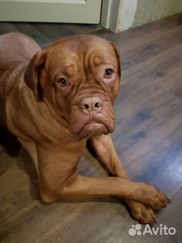 Бордосский дог