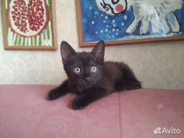 Котенок шоколадного окраса