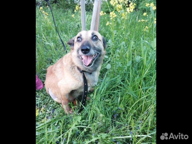 Коротколапка Дороти ищет дом