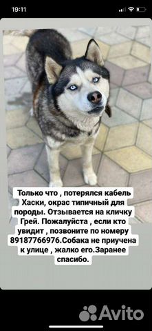Сбежала хаски район кулакова