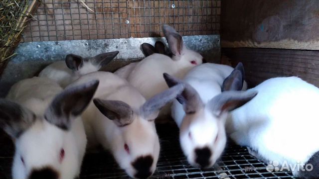 Калифорнийские кролики