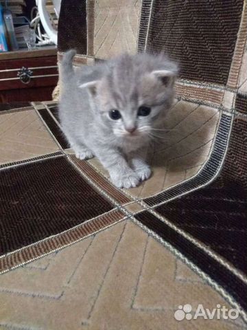 Шотландские вислоухие котята