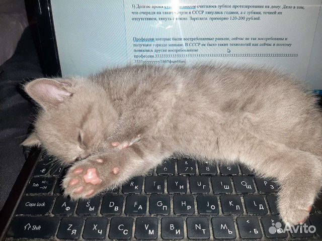 Котята, чистокровные британцы