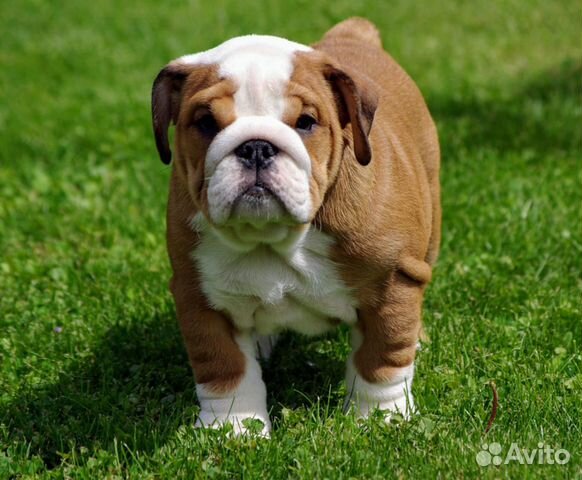 Внуки супермегабульдога Onahia Del Atlante Kill