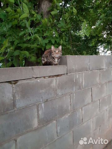 Котенок в добрые руки