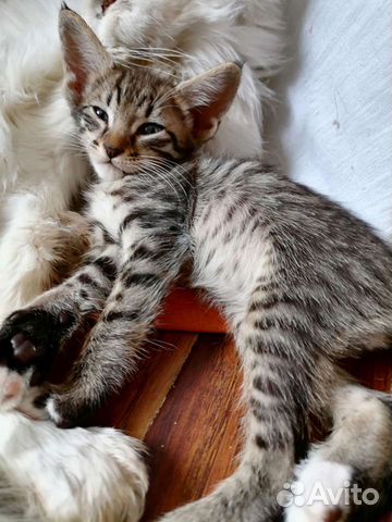 Ориентальная