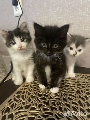 Курильские бобтейлы