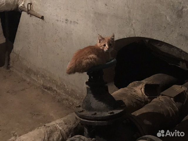 Котенка надо спасать