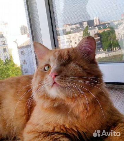 Нежный кот по имени Нельсон