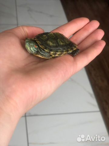 Черепаха
