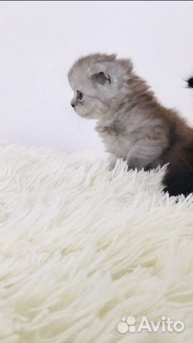 Вислоухий котенок хайленд фолд