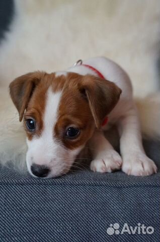 Щенки Джек Рассел Терьер