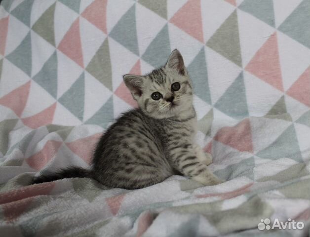 Британские котята окрас вискас (ns 24)