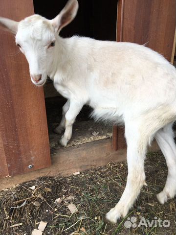 Зааненские козы племенные