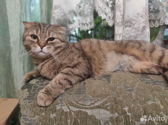 Вислоухая помесь