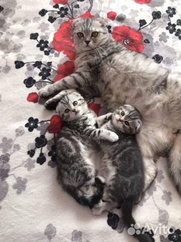 Шотландские котята