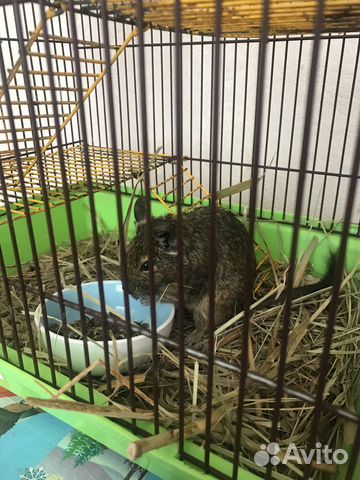 Белка дегу бесплатно