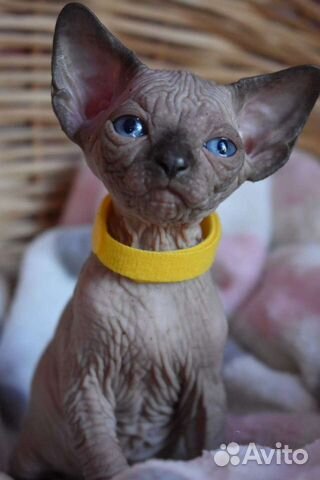 Канадский сфинкс котёнок