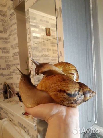 Улитки ахатины ретикулята