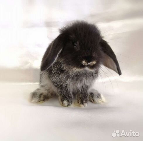 Крольчата малыши из Ягодки. Карликовые бараны
