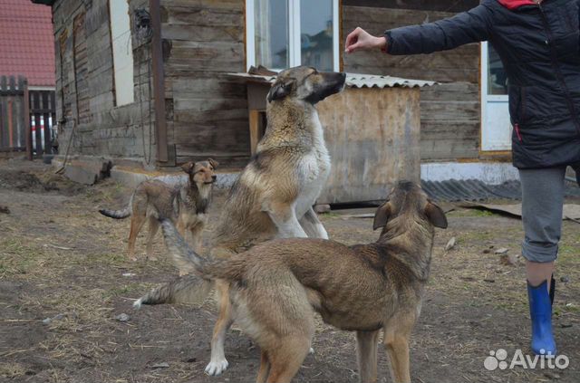 Отдам стерильных щенков