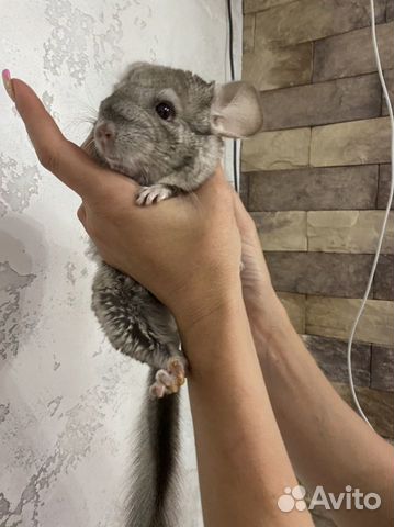 Шиншилла мальчик