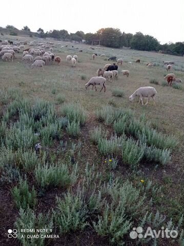 Овцы бараны ягнята оптом