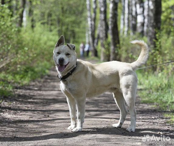 Пёс для охраны