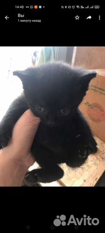 Кошка