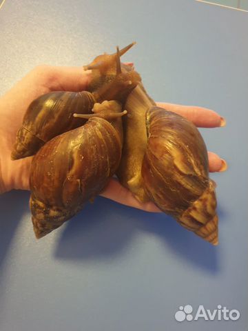 Улитка ахатина