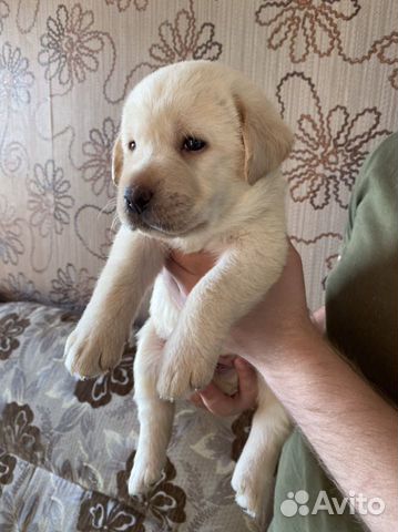 Щенки лабрадора, питомник лабрики