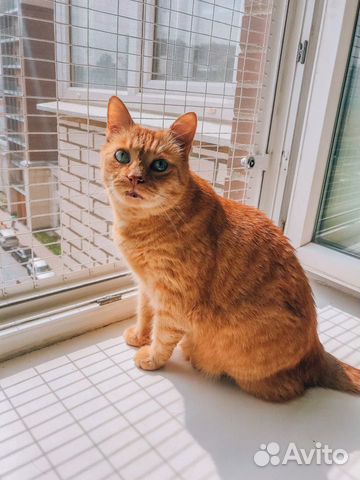 Рыжий котик ищет дом