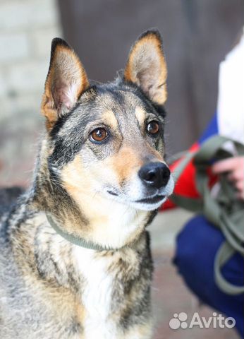 Добрая собачка Лапка